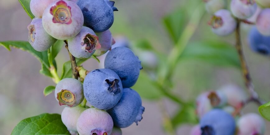 Myrtille: le fruit santé de l'été - Phytonut