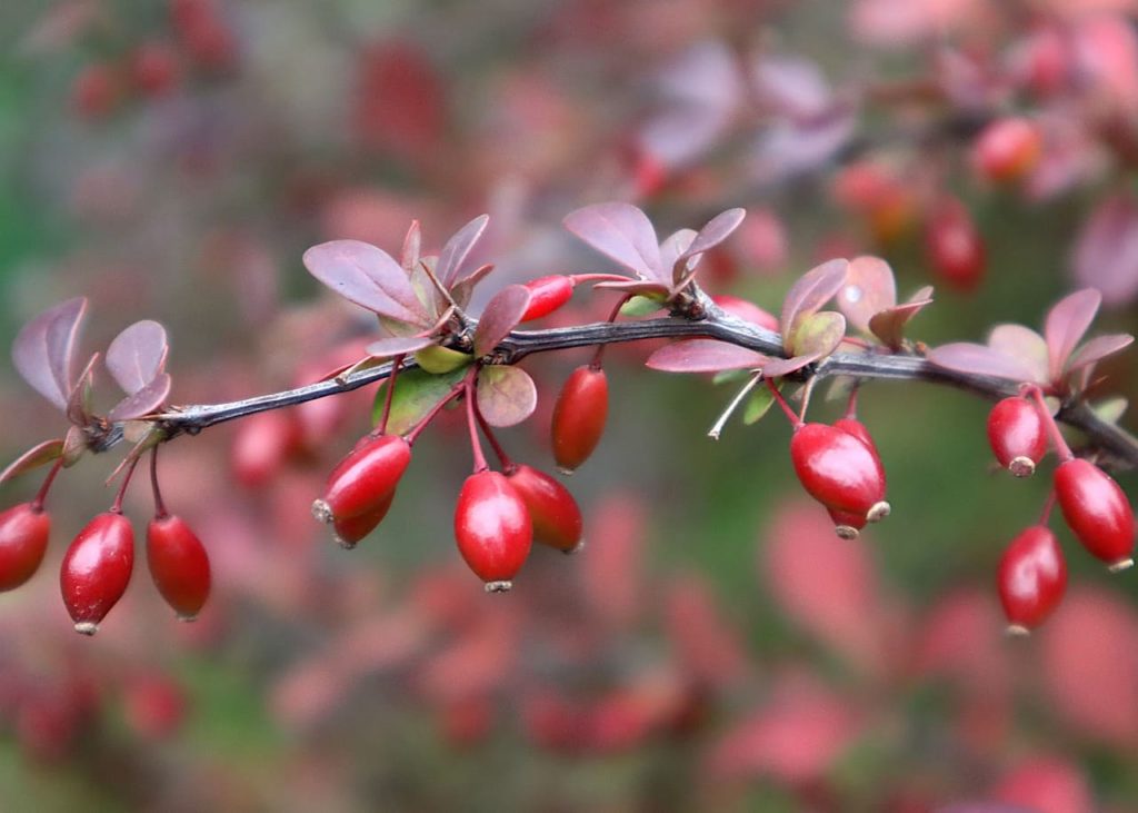 Berbérine et Berbéris : Quelle Différence ? - Phytonut